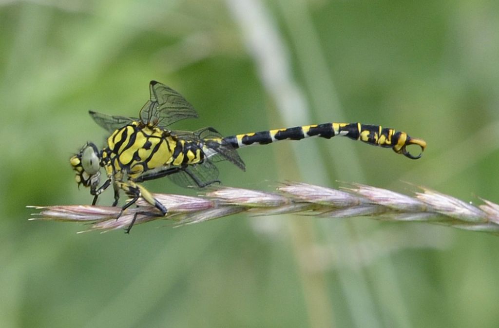 Onychogomphus forcipatus ? , Natura Mediterraneo | Forum Naturalistico Onychogomphus forcipatus ? , Natura Mediterraneo | Forum Naturalistico